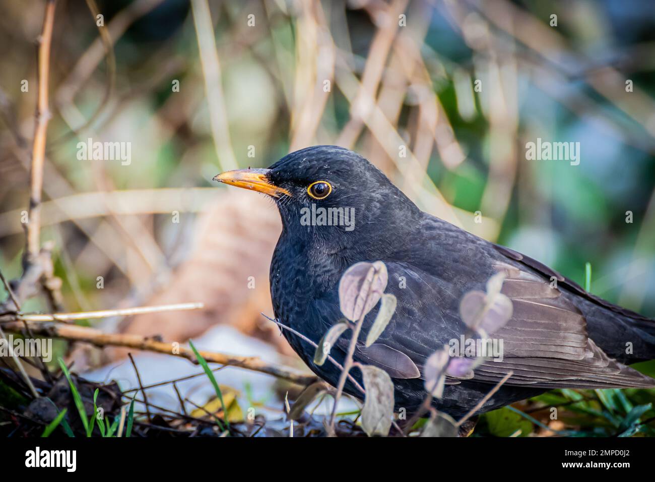 Close shot male blackbird hi-res stock photography and images - Alamy