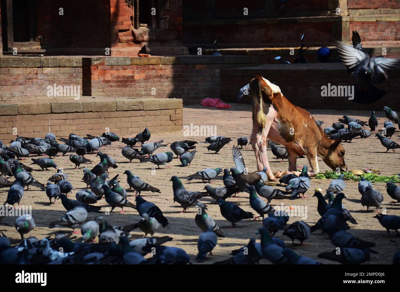 Young cow or calf bull and pigeon dove bird eating food on floor ground ...