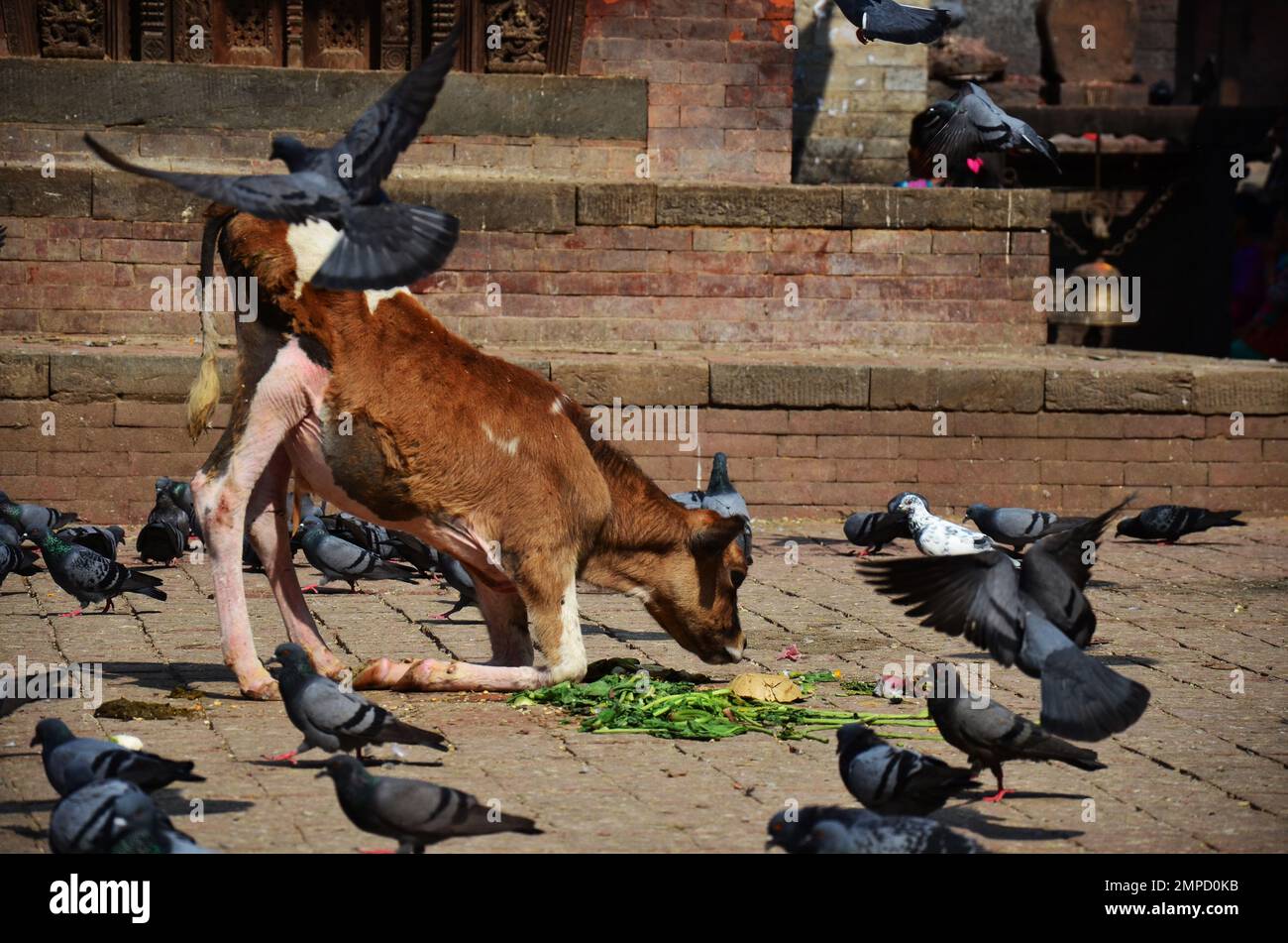 Young cow or calf bull and pigeon dove bird eating food on floor ground ...