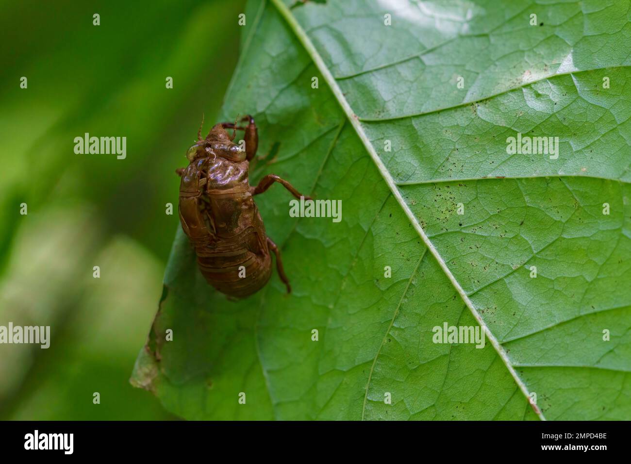 Empty dried cicada shell clinging to the underside of a large green ...