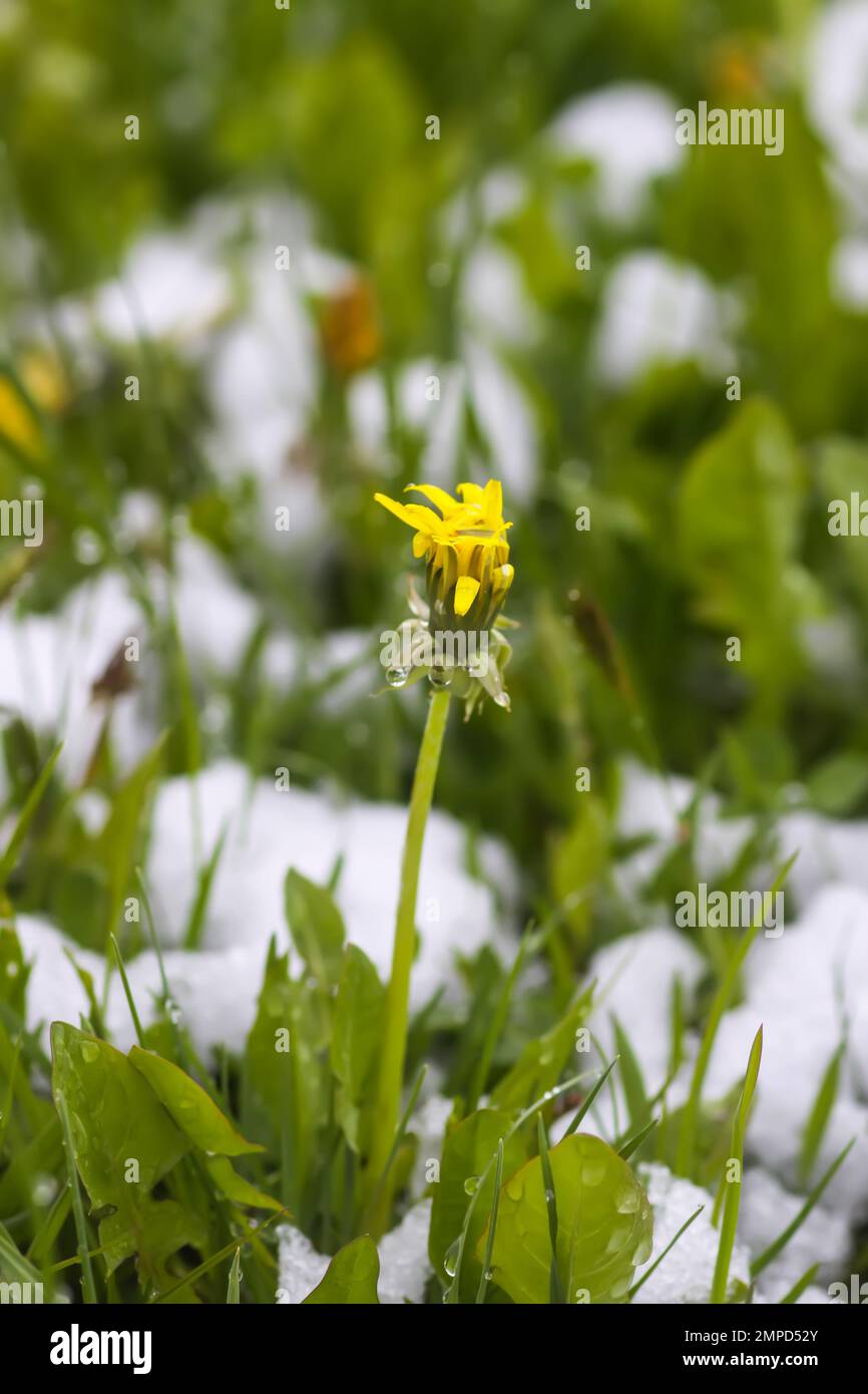 Dandelion flower in snow. Nature details after the unexpected snowfall ...