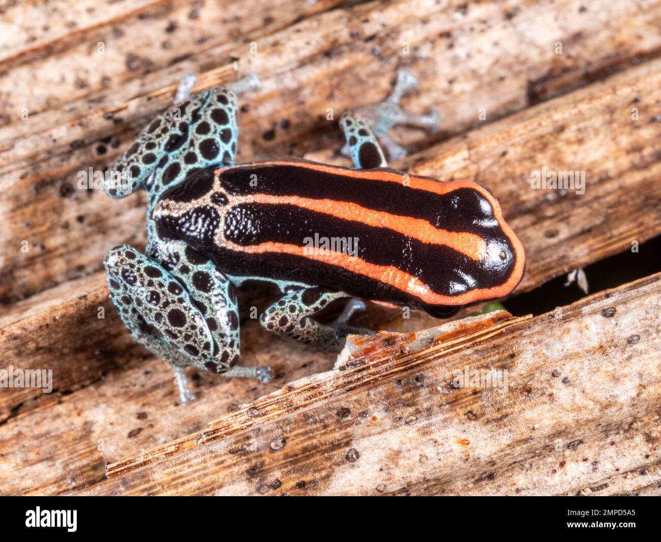 Reticulated Poison Frog (Ranitomeya ventrimaculata) on a leaf in the ...