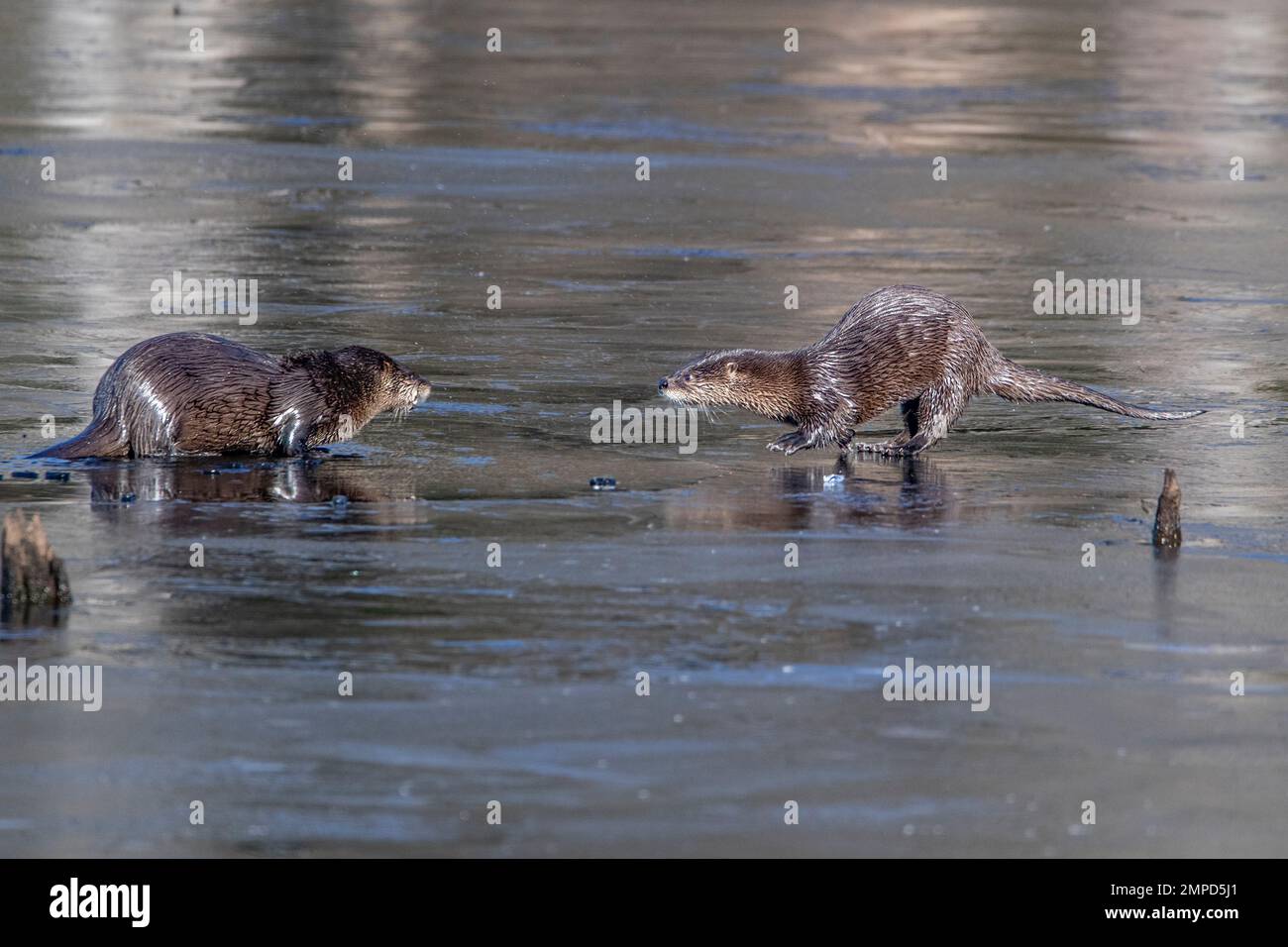 A side view of two adorable wet North American river otters running and ...