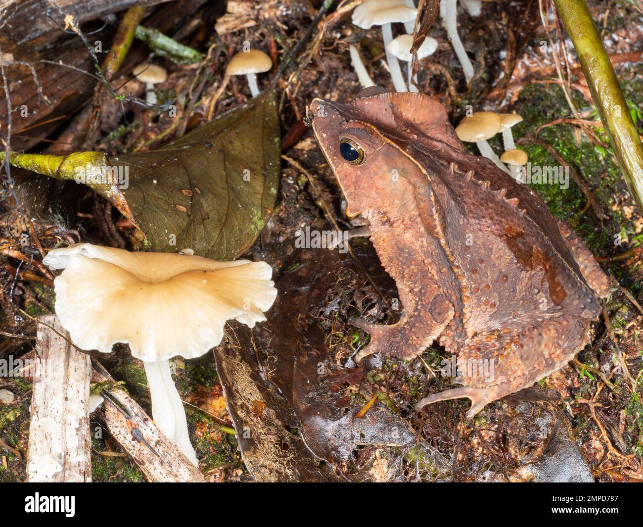 Toadstool frog hi-res stock photography and images - Alamy