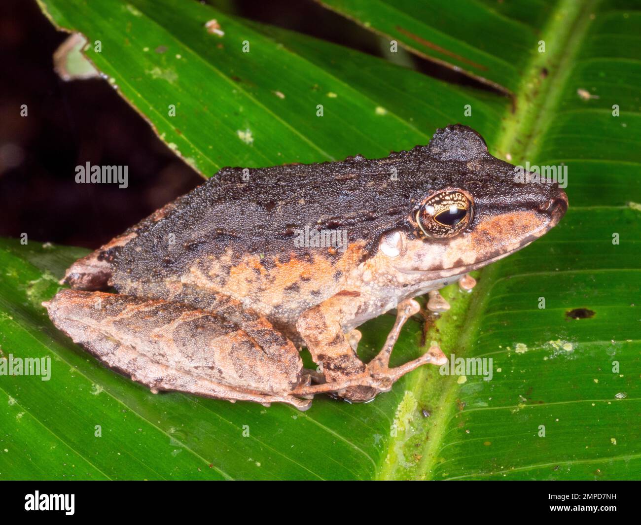 Metallic Robber Frog (Pristimantis lanthanites) In lowland tropical ...