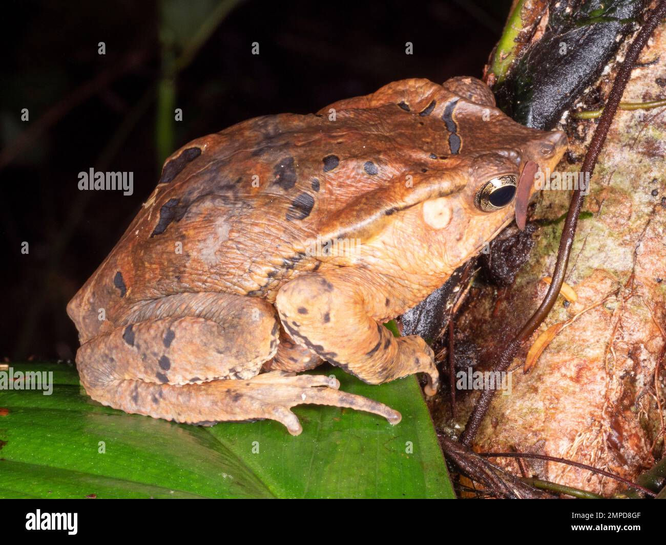 Crested Forest Toad (Rhinella dapsilis) on the rainforest floor ...