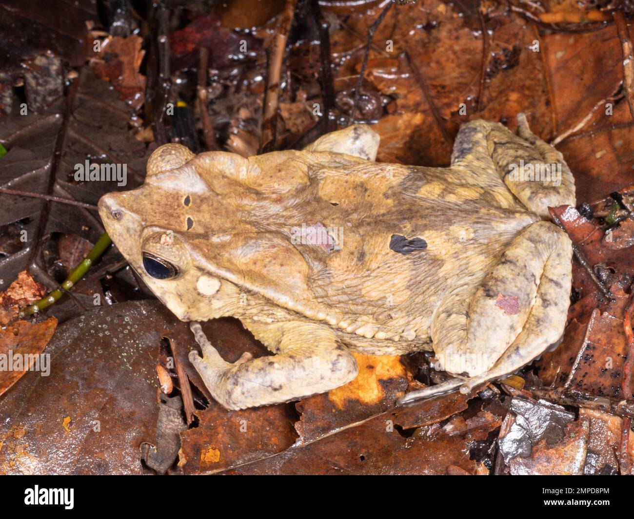 Crested Forest Toad (Rhinella dapsilis) on the rainforest floor ...