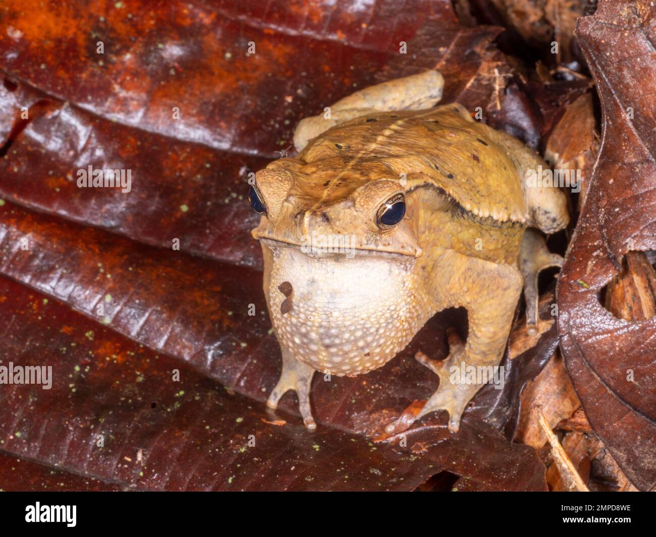 Crested Forest Toad (Rhinella dapsilis), a male calling on the forest ...