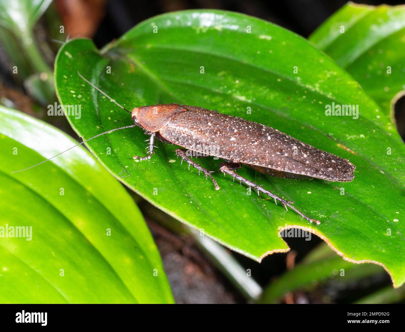 Cockroach in the rainforest understory, Orellana province, Ecuador ...