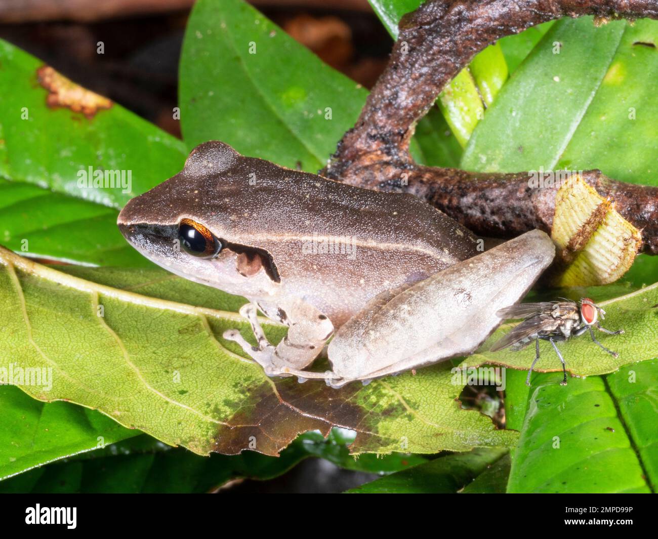 Rain Frog (Pristimantis conspicillatus) In lowland tropical rainforest ...