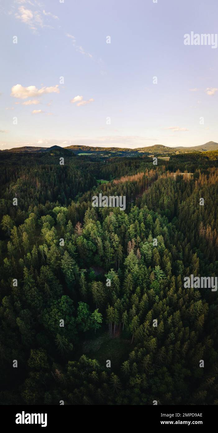 A vertical aerial view of beautiful deciduous Larch trees in a forest ...
