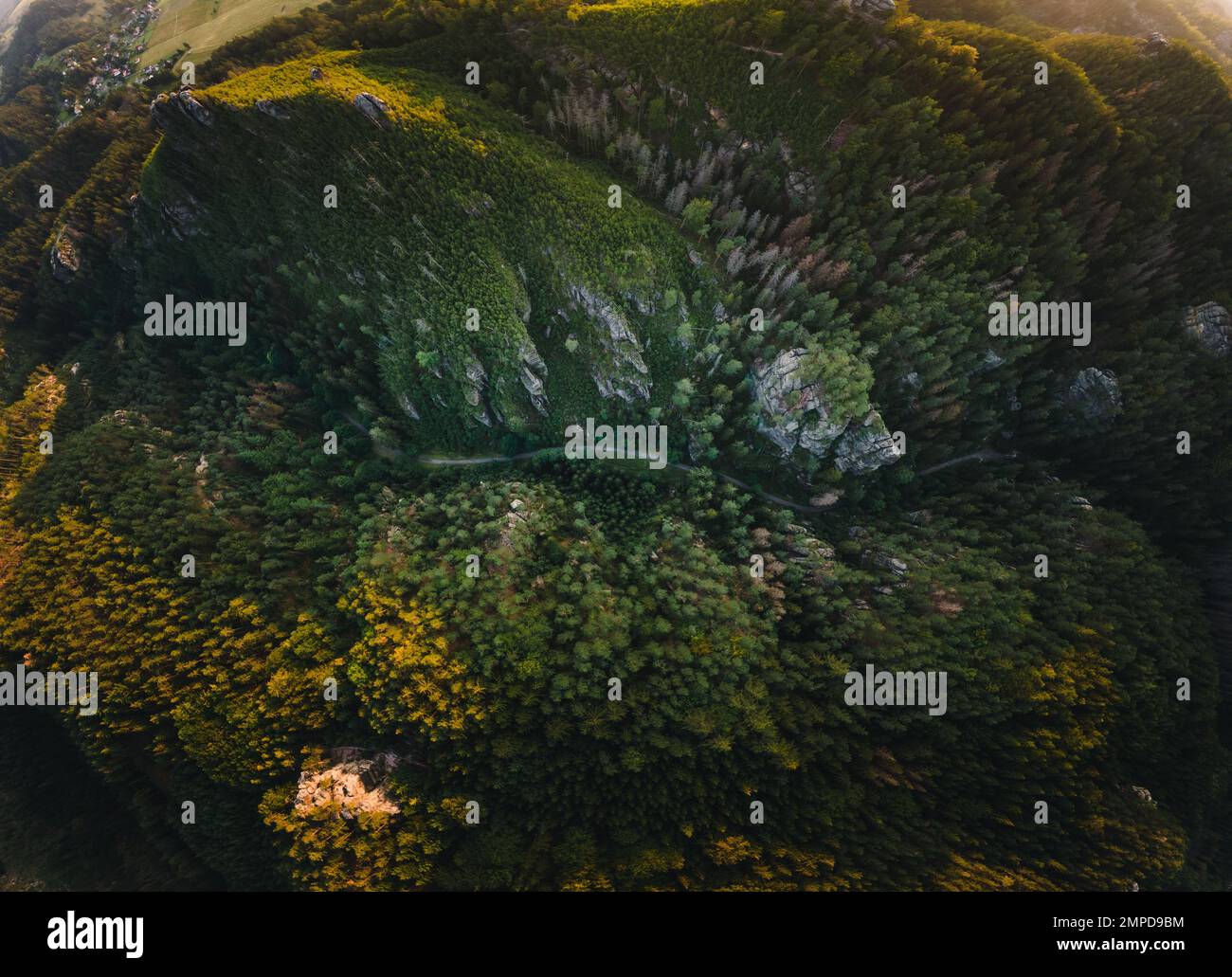 A aerial view of evergreen trees in a forest Stock Photo - Alamy