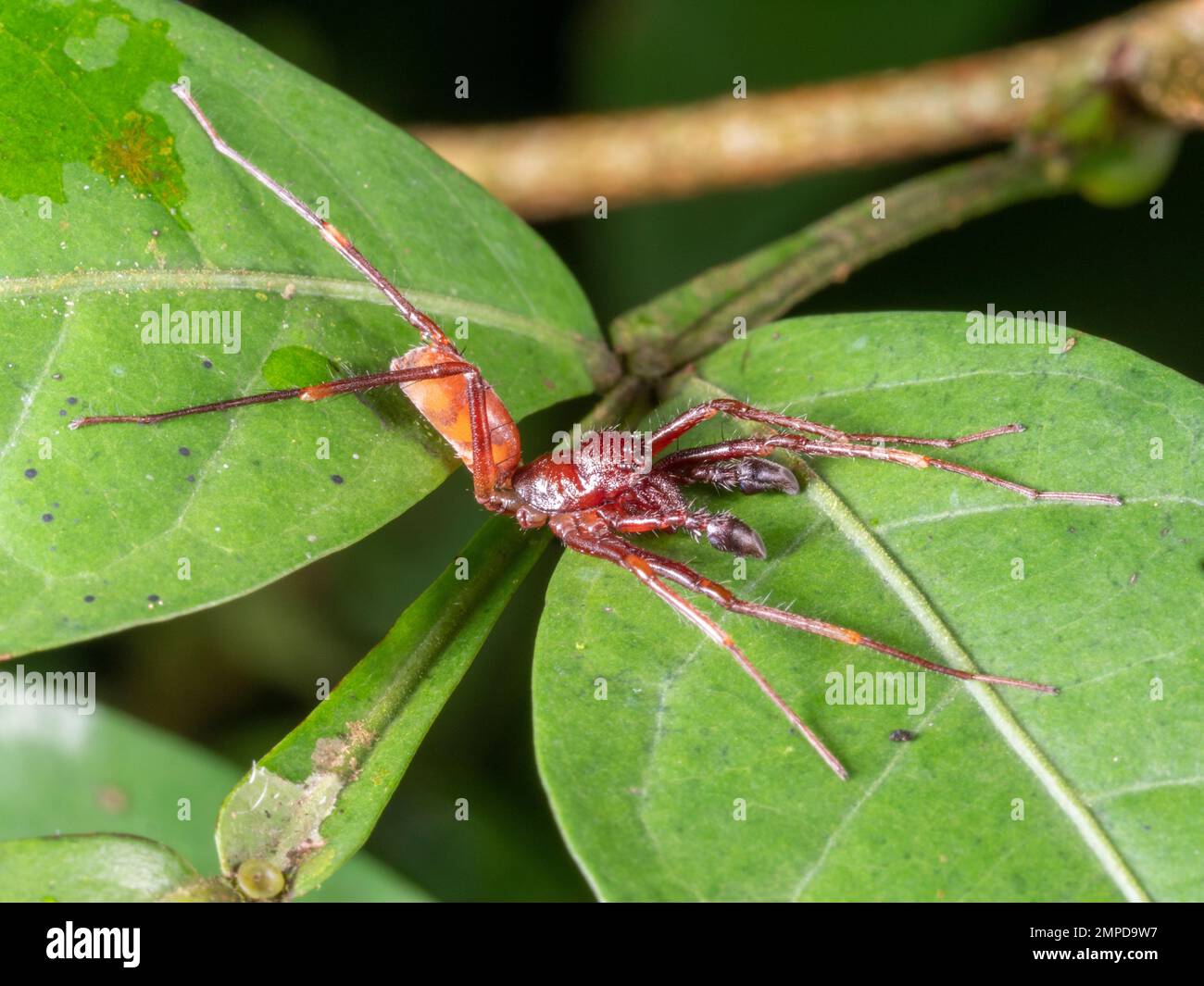 Ant mimic Spider (Corinnidae), Orellana province, Ecuasdor. This ...
