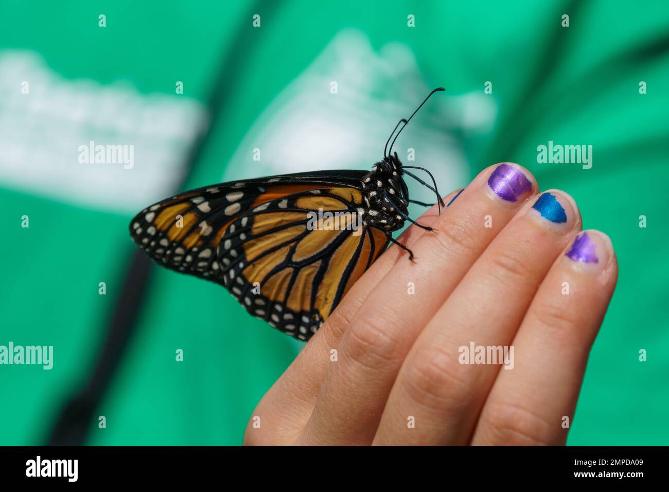 Monarch butterfly perched on a child's hand with painted fingernails ...