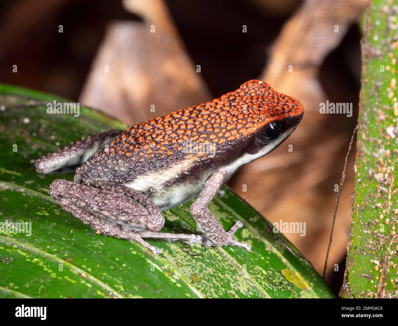 Ruby poison frog (Ameerega parvula) In tropical rainforest in the ...