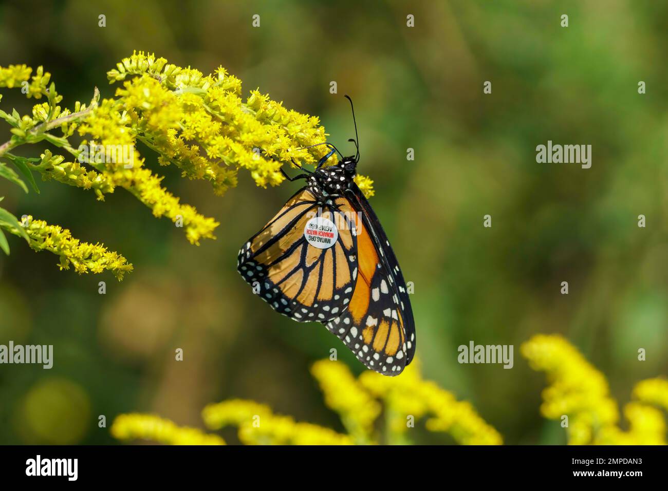 Monarch migration tracking hi-res stock photography and images - Alamy