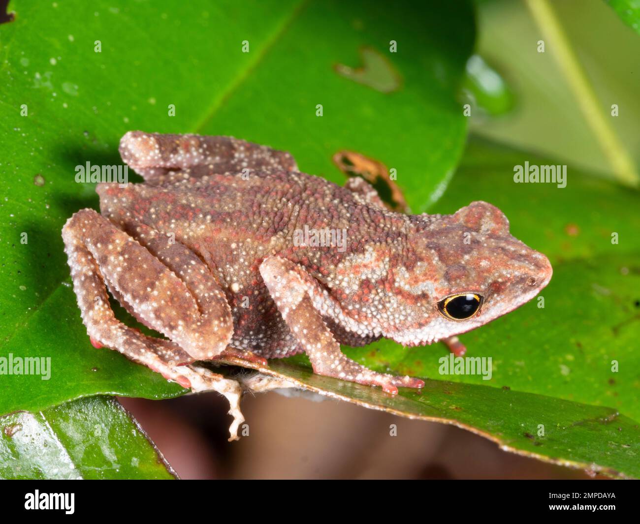 Siona Toad (Amazophrynella siona) in rainforest, Orellana province ...
