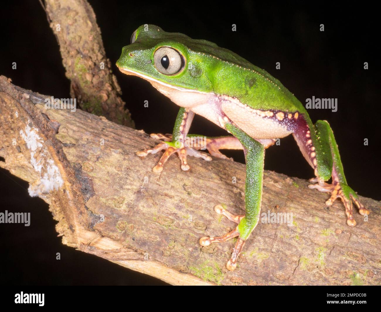 White-lined Monkey Frog (Phyllomedusa vaillantii) A male calling in his ...