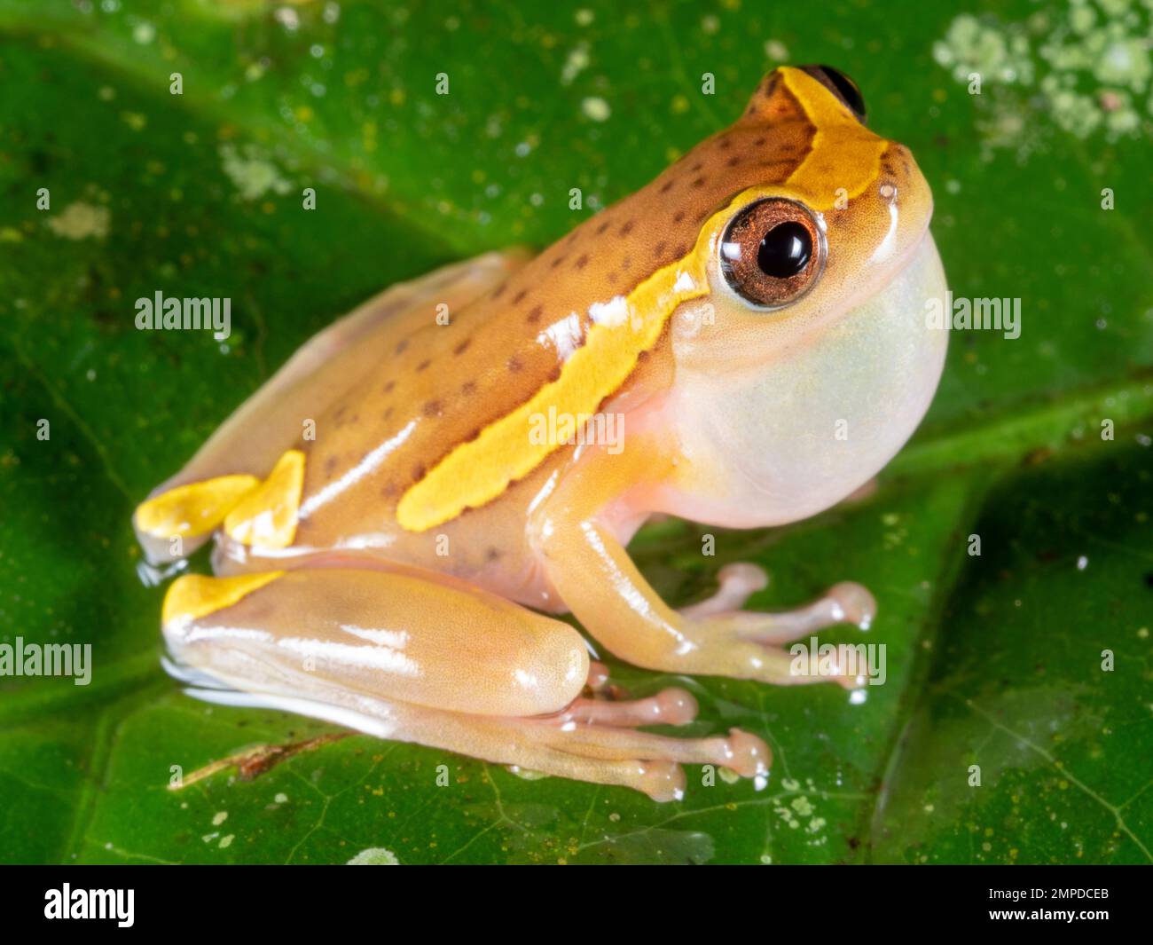 Upper Amazon Treefrog (Dendropsophus bifurcus), Male calling, Orellana ...