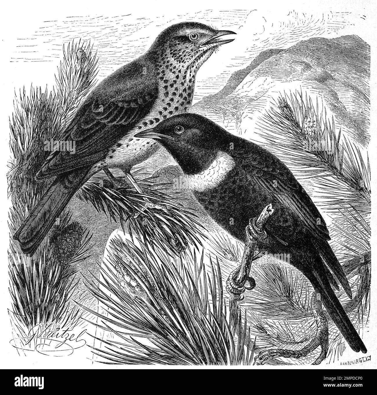 Vogel, Vögel, Singdrossel, Turdus musicus und Ringdrossel, Turdus ...
