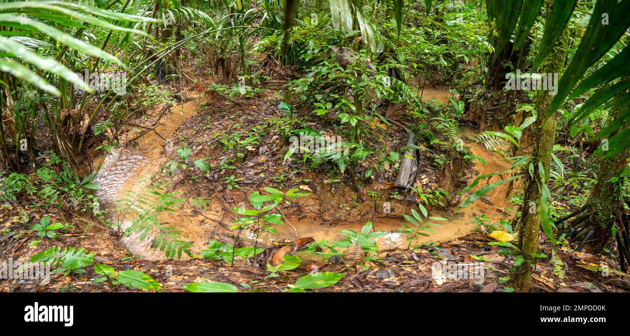 A bend in a meandering rainforest stream, Orellana province, Ecuador ...