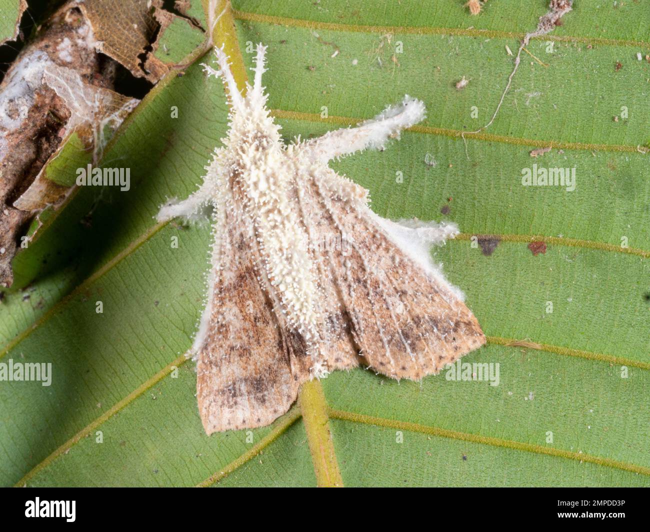 Cordyceps fungus infecting a moth in the rainforest understory ...