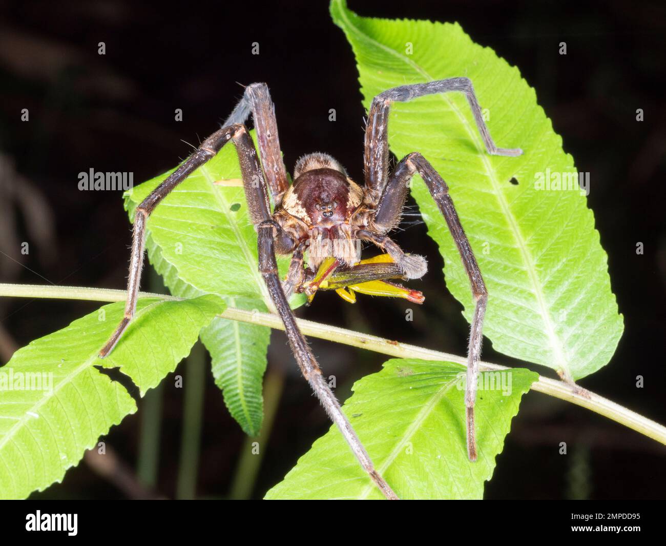 Trechaleid Spider (Trechalea sop, Trechalieidae). Orellana province ...