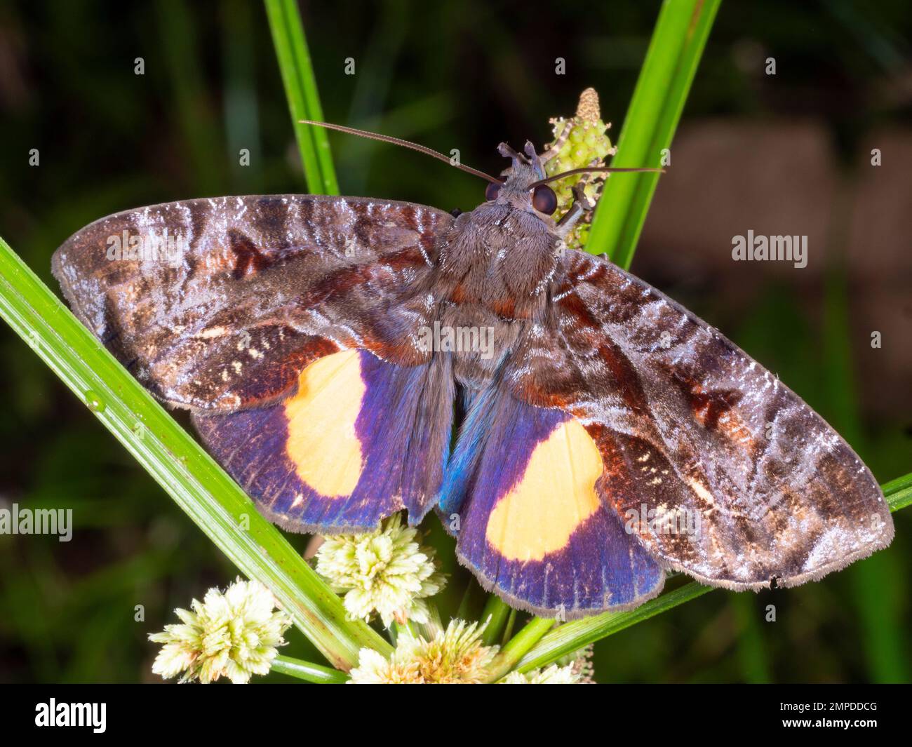A brightly coloured moth with yellow eyesopts on hind wing rresting in ...