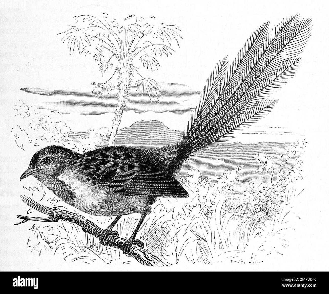 Vogel, Vögel, Emuschlüfer, Stipiturus malachurus, Historisch, digital ...