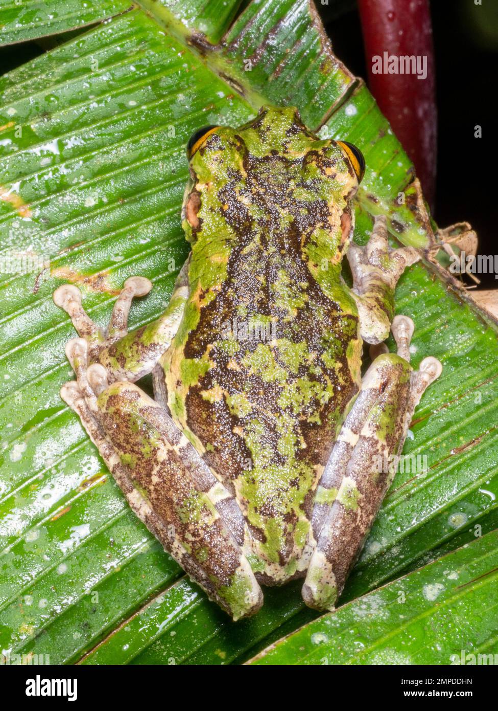 Buckley's Slender Legged Treefrog (Osteocephalus buckleyi). Orellana ...