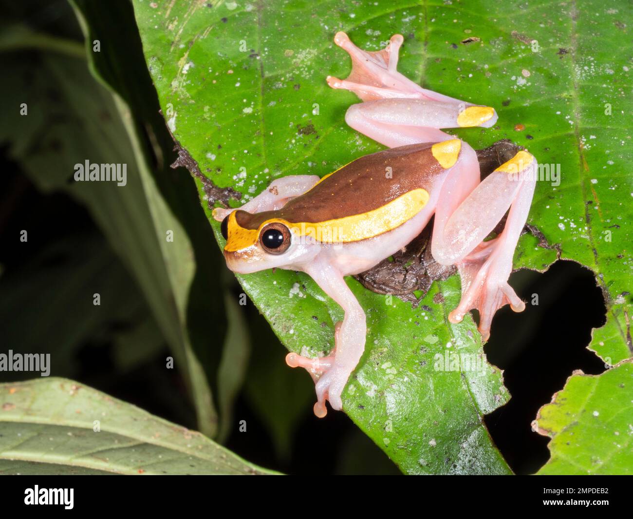 Upper Amazon Treefrog (Dendropsophus bifurcus), Female, Orellana ...