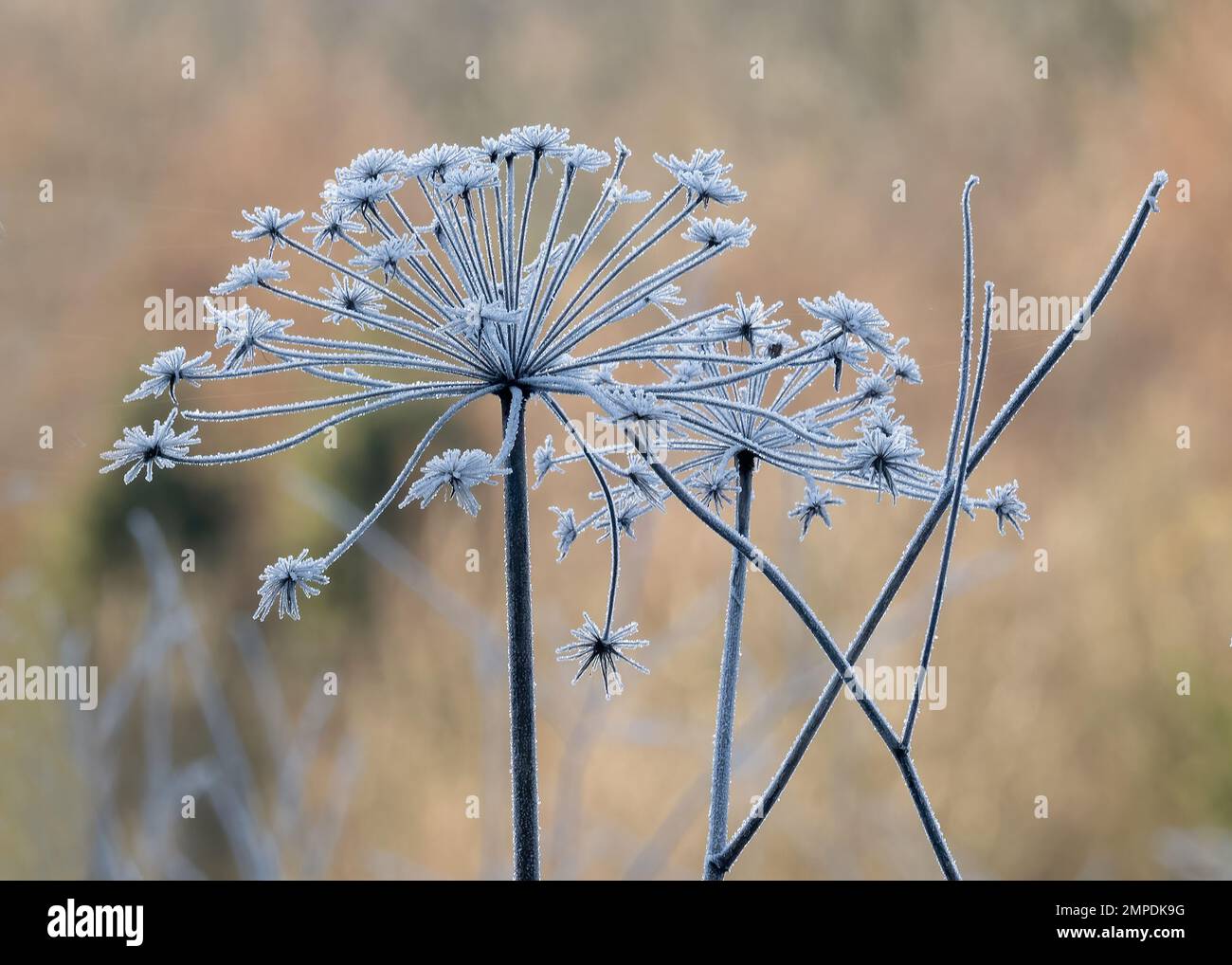 Frost covered plant stems, showing ice crystal formation, Dumfries, SW ...