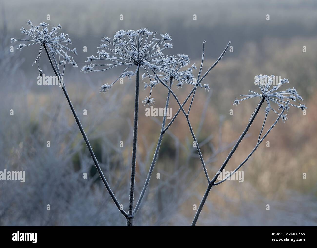 Frost covered plant stems, showing ice crystal formation, Dumfries, SW ...