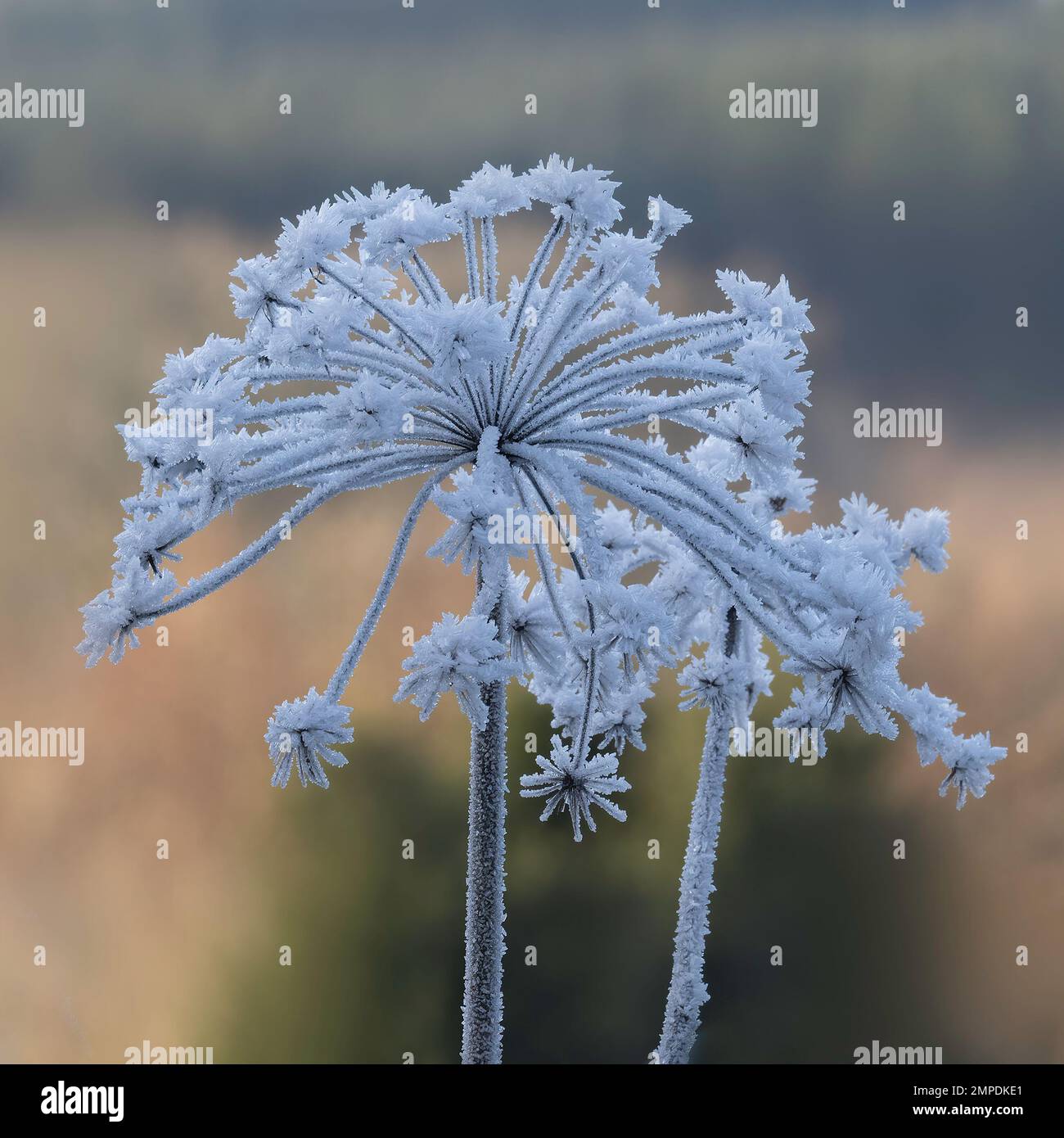 Frost covered plant stems, showing ice crystal formation, Dumfries, SW ...