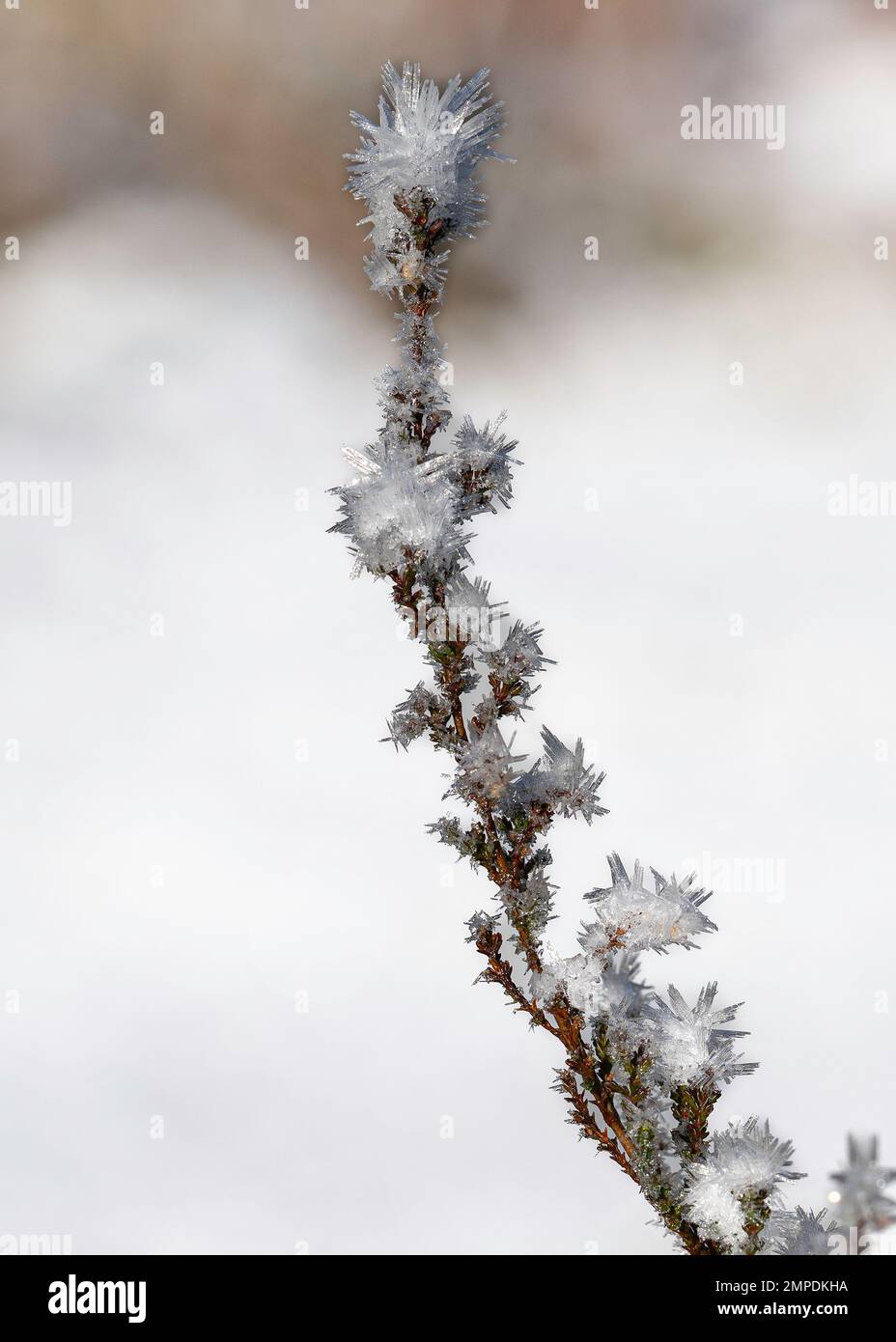Frost covered plant stems, showing ice crystal formation, Dumfries, SW ...