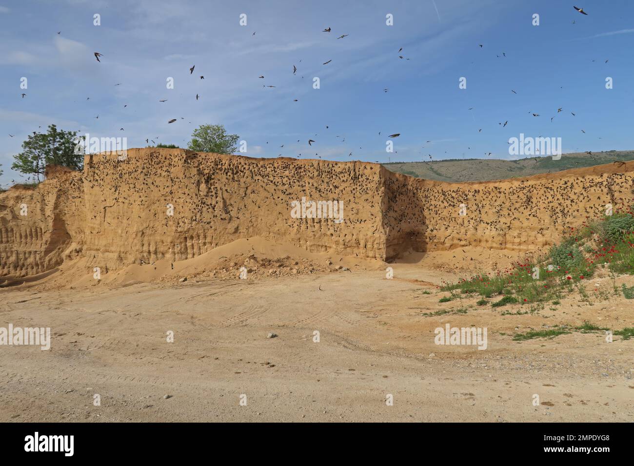 Sand Martin (Riparia riparia riparia) vast colony in active quarry Buna ...