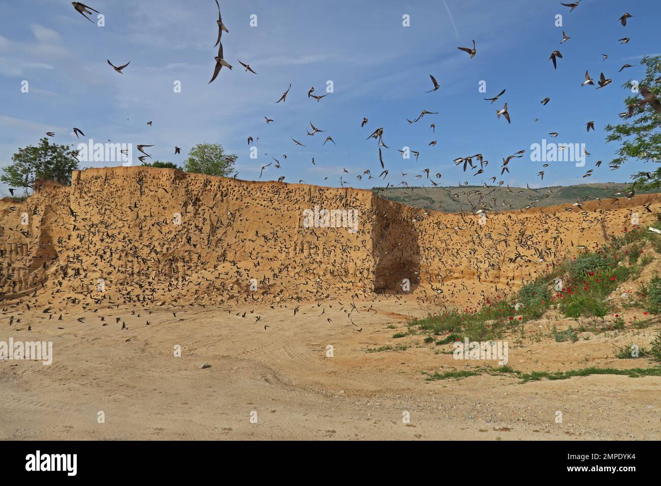 Sand Martin (Riparia riparia riparia) vast colony in active quarry Buna ...