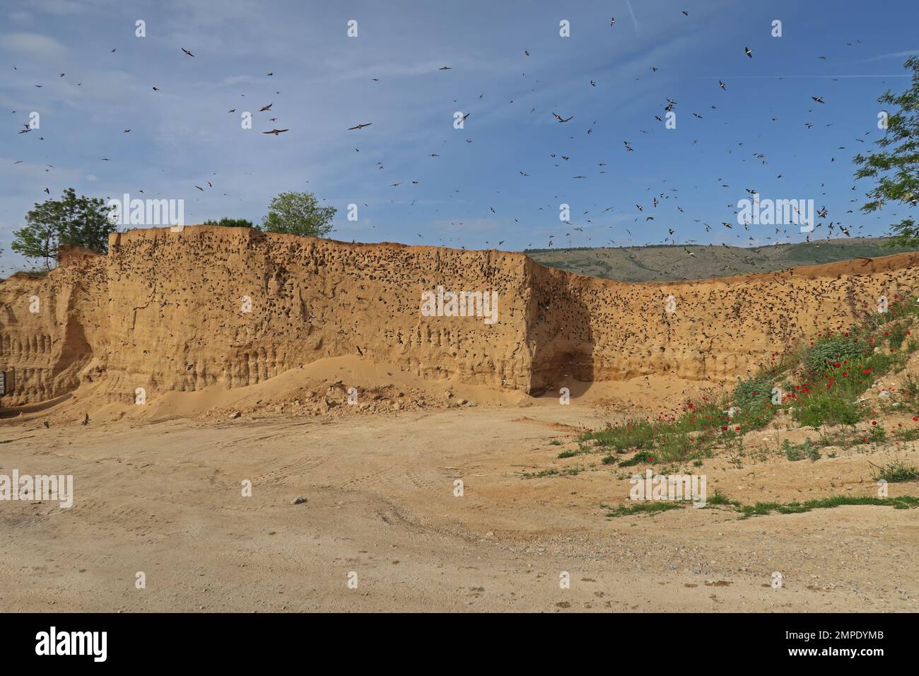 Riparia sp hi-res stock photography and images - Alamy
