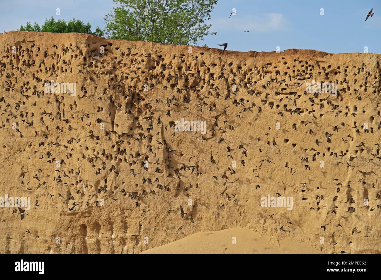 Sand Martin (Riparia riparia riparia) part of vast colony in active ...