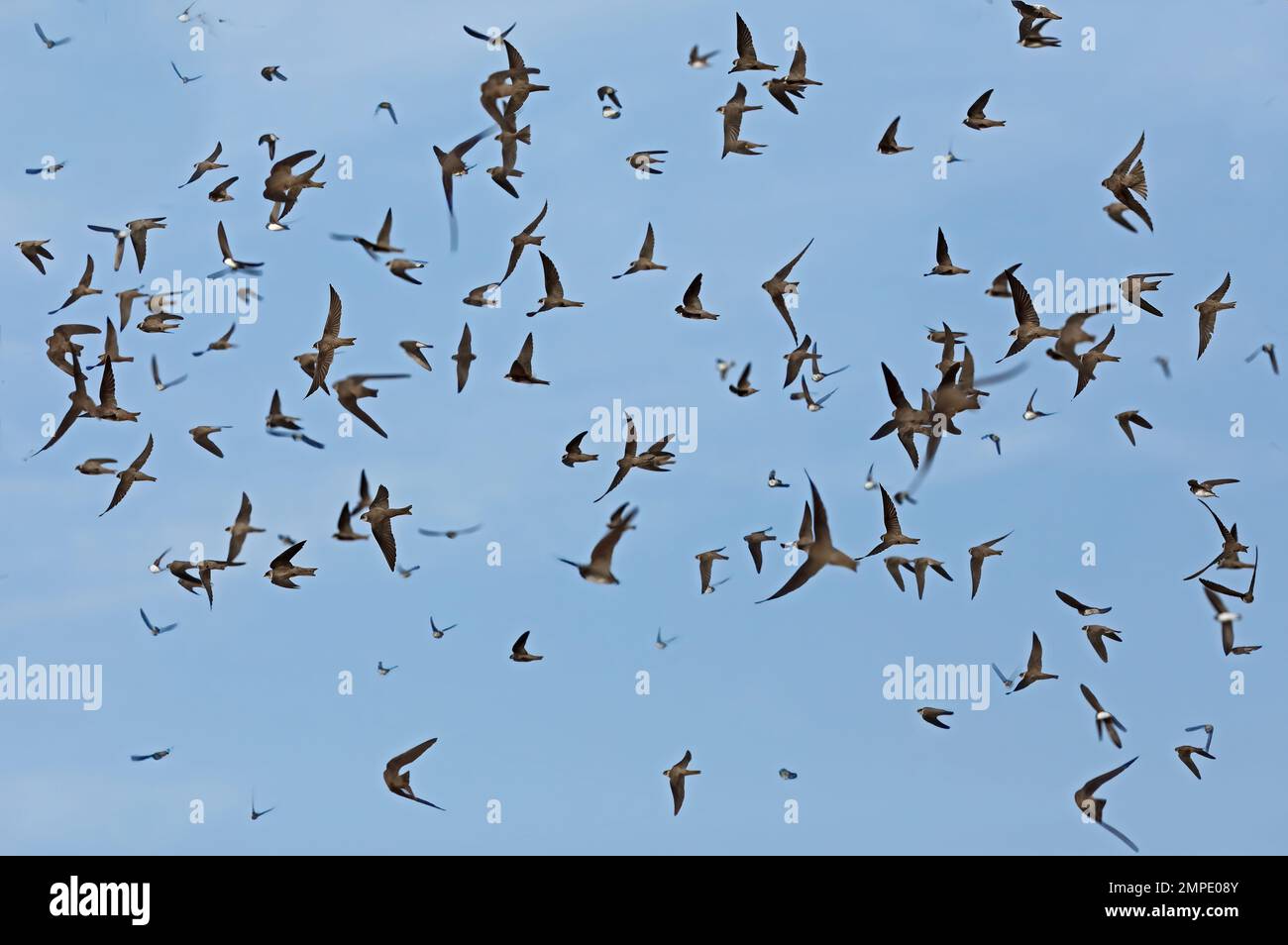 Riparia sp hi-res stock photography and images - Alamy