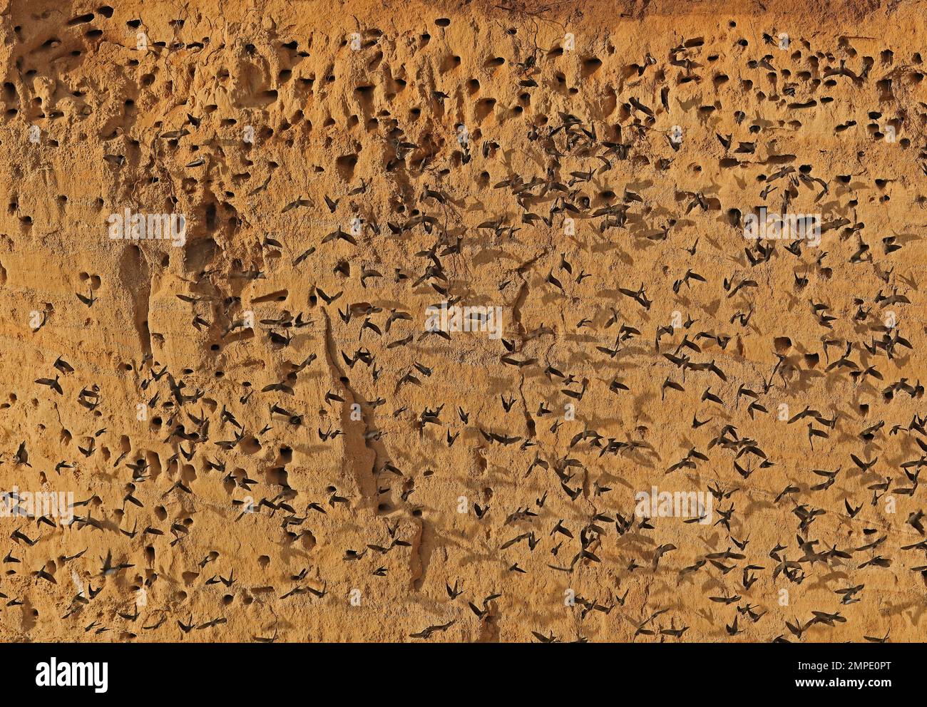 Sand Martin (Riparia riparia riparia) part of vast colony in active ...