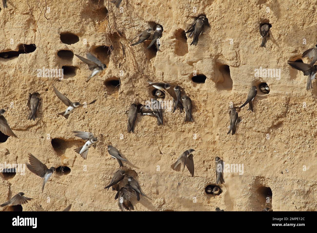 Sand Martin (Riparia riparia riparia) part of vast colony in active ...