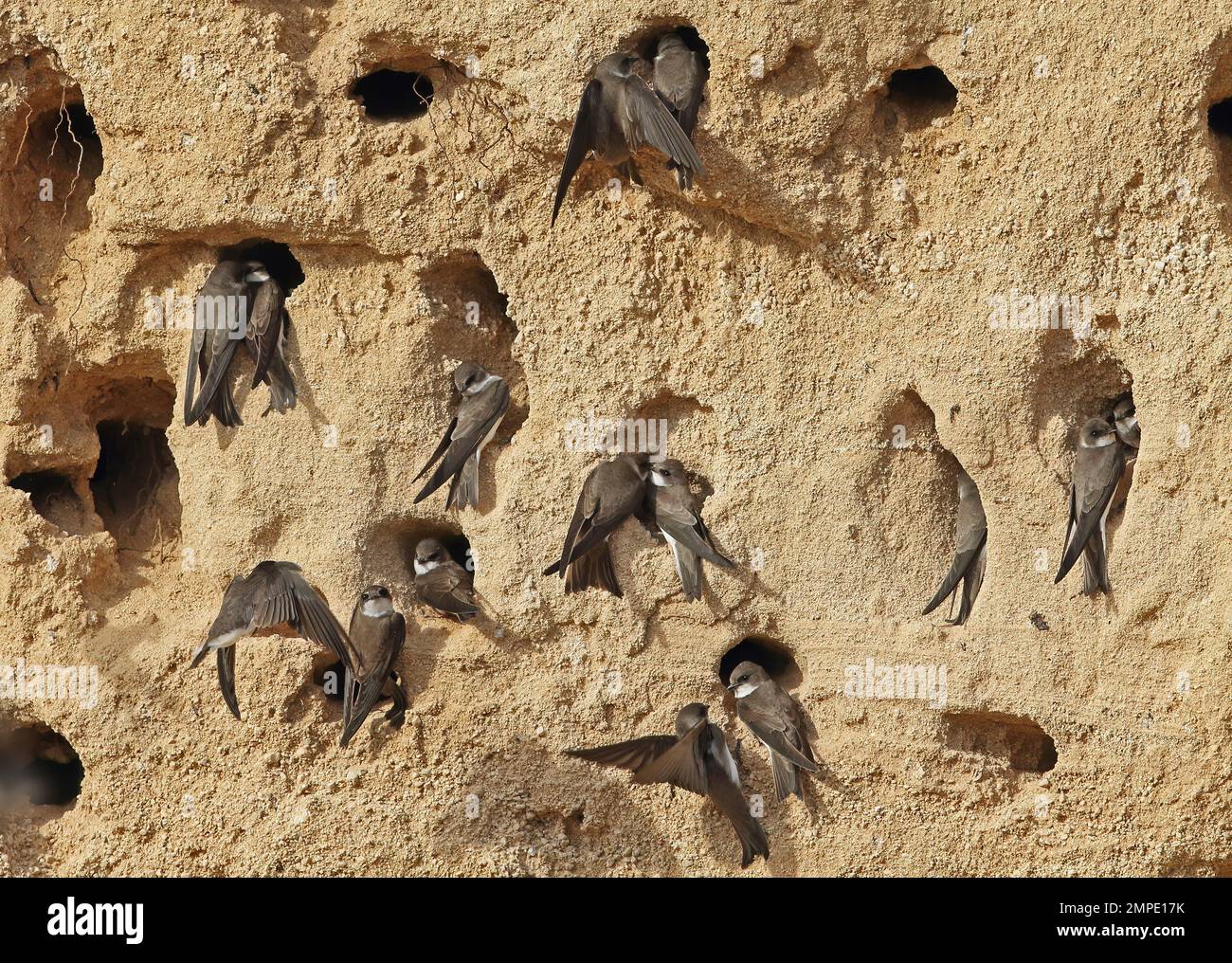 Sand Martin (Riparia riparia riparia) part of vast colony in active ...