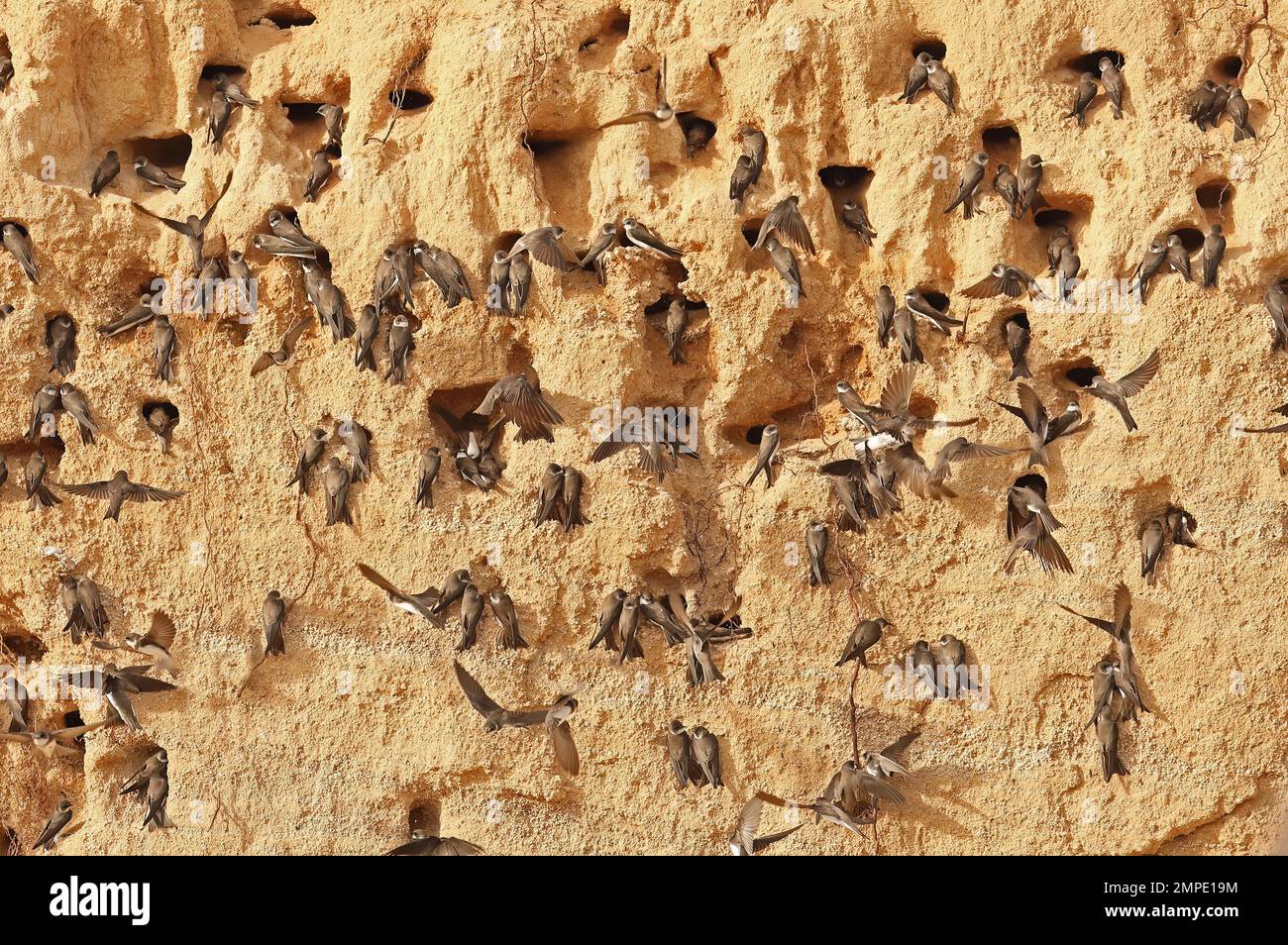 Sand Martin (Riparia riparia riparia) part of vast colony in active ...
