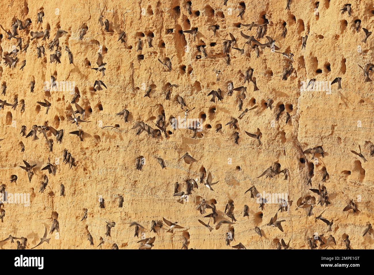Sand Martin (Riparia riparia riparia) part of vast colony in active ...