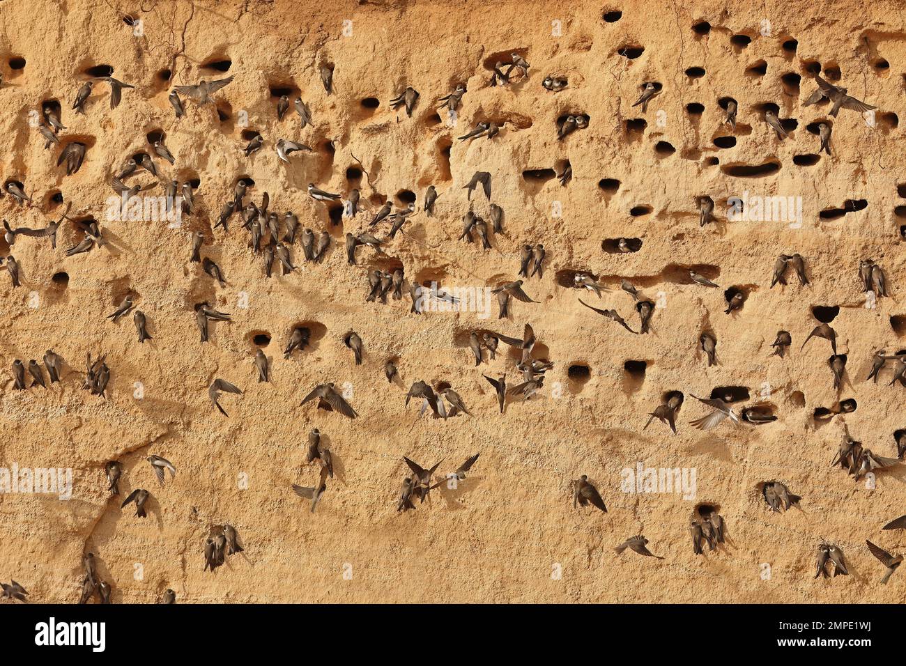 Sand Martin (Riparia riparia riparia) part of vast colony in active ...