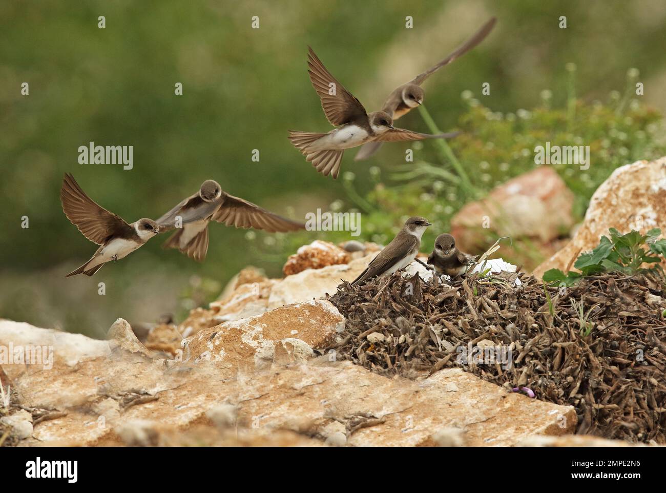 Sand Martin (Riparia riparia riparia) adults collecting nesting ...