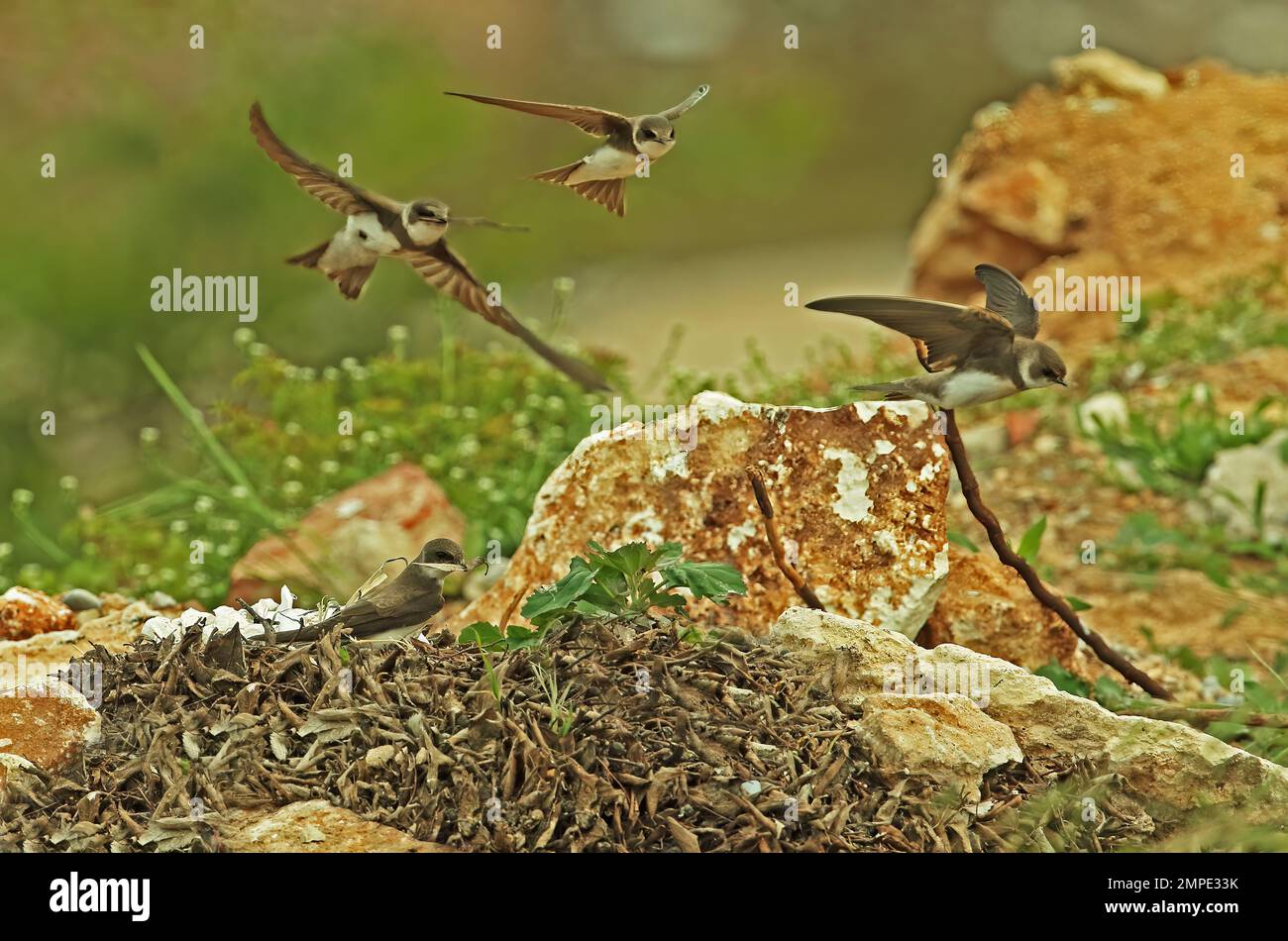 Sand Martin (Riparia riparia riparia) adults collecting nesting ...