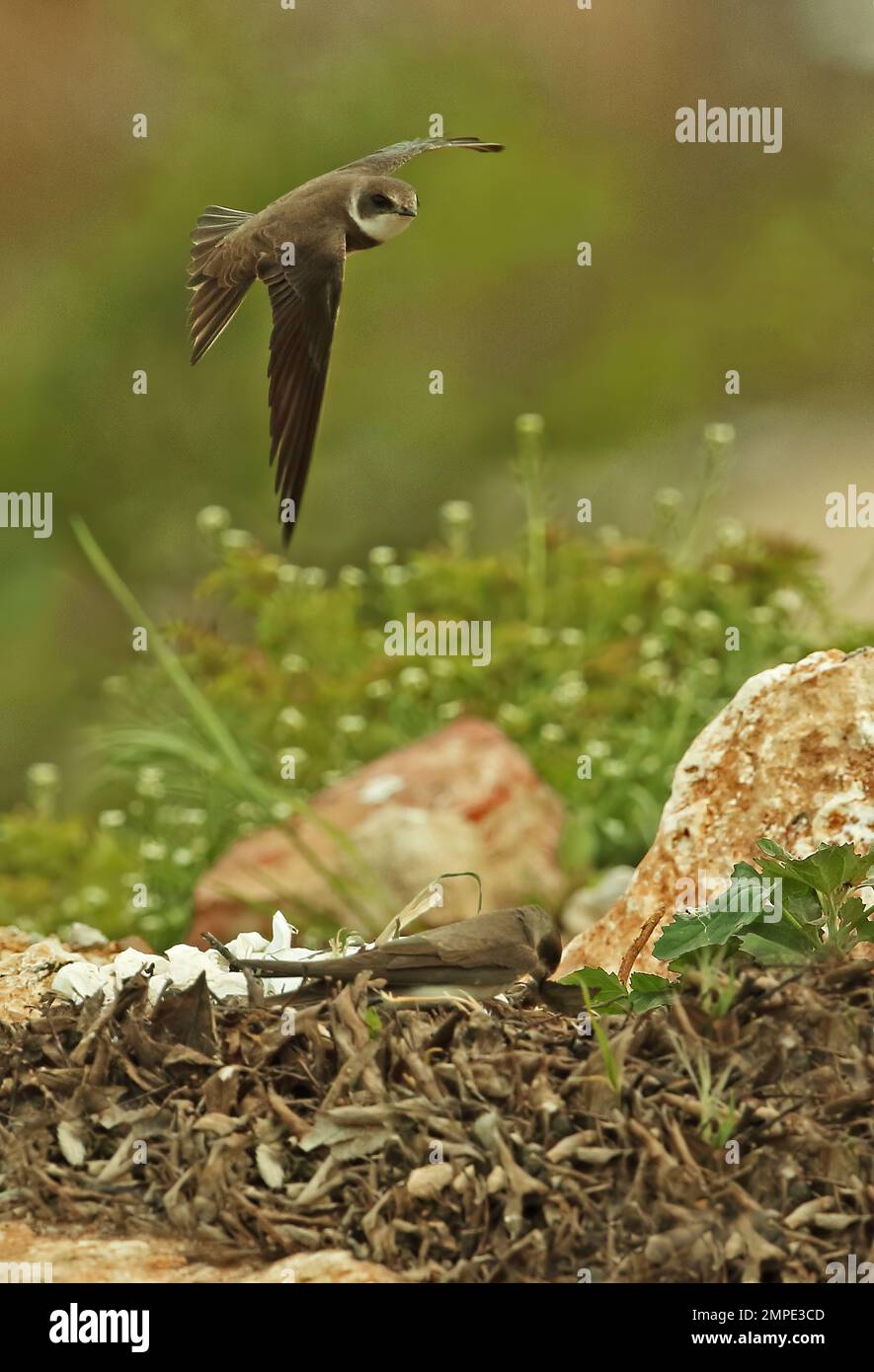 Sand Martin (Riparia riparia riparia) adults collecting nesting ...