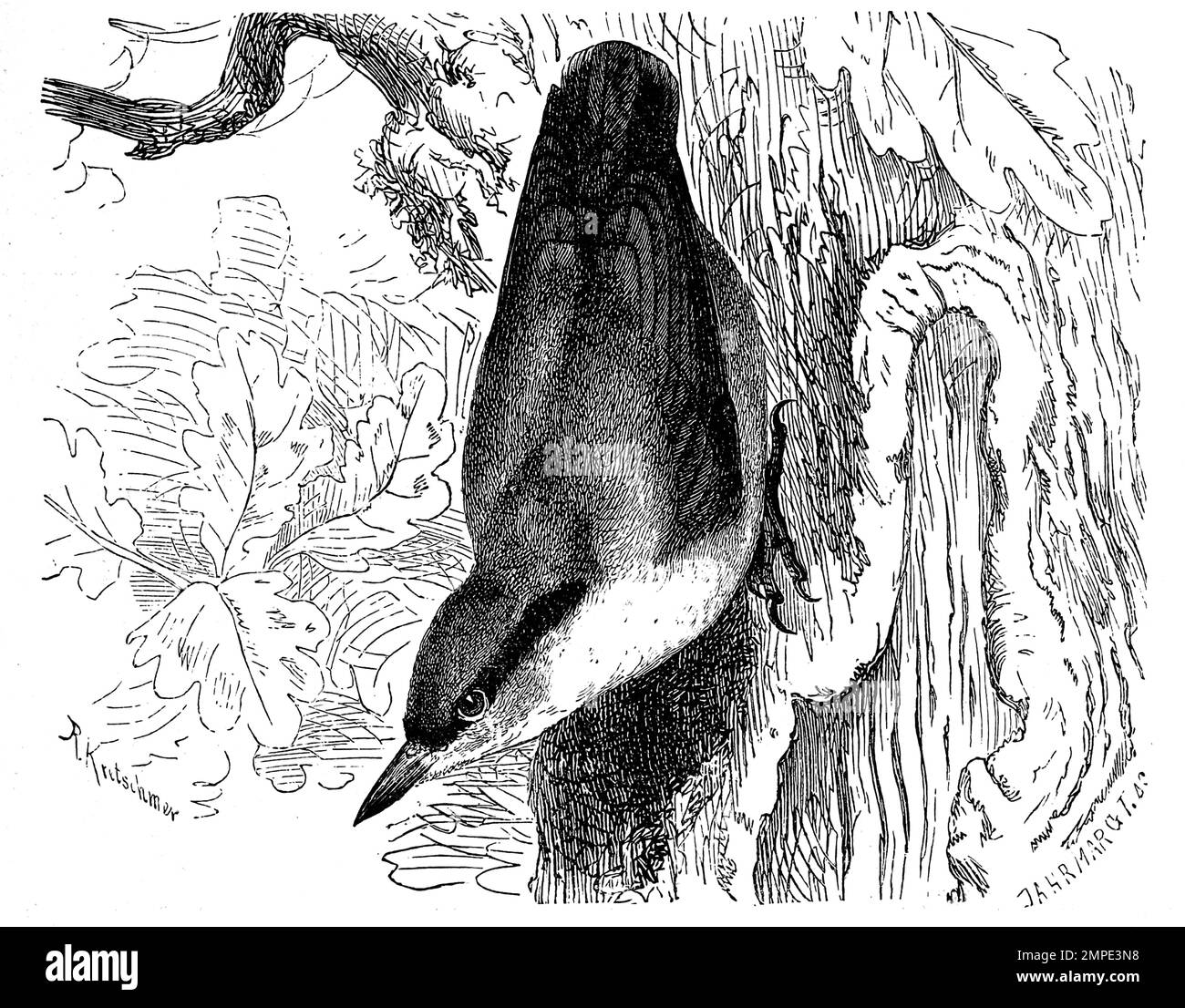 Vogel, Kleiber, Sitta europaea, auch Spechtmeise, ist eine Vogelart aus ...